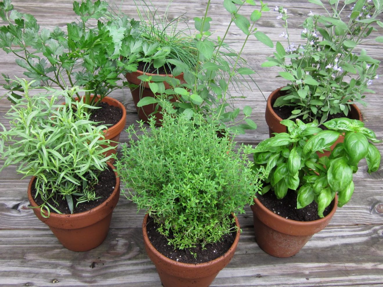 Plantele care te ajută să mănânci mai puțin - Exquis